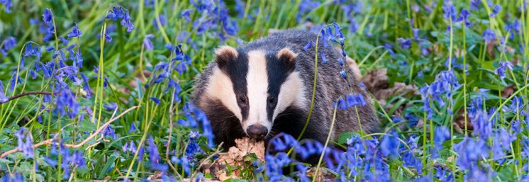Buckinghamshire Badger Group | Buckinghamshire Badger Group