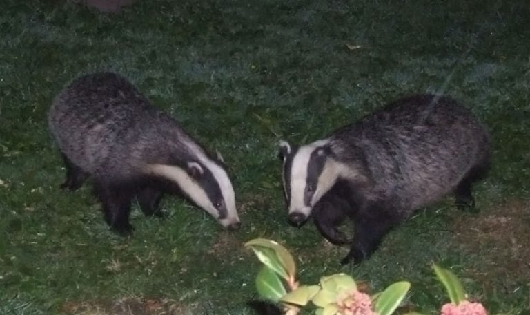 Buckinghamshire Badger Group | Protecting Badgers in Buckinghamshire